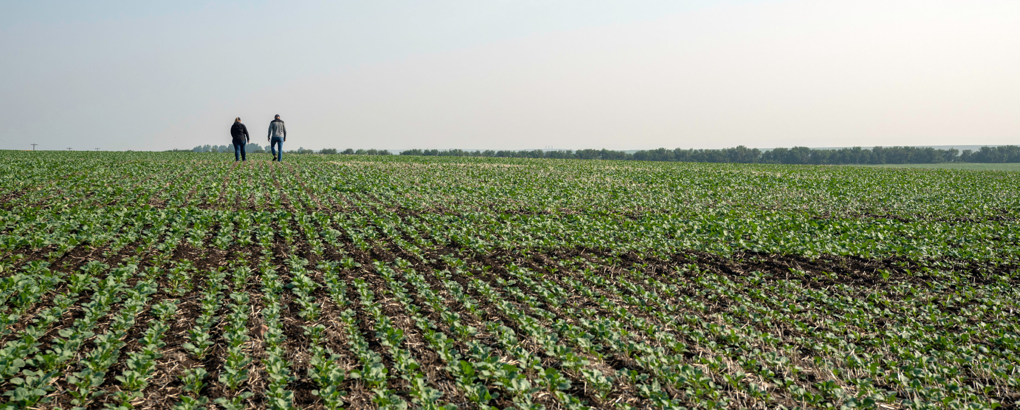 InVigor® Canola | Seeding Rate | BASF